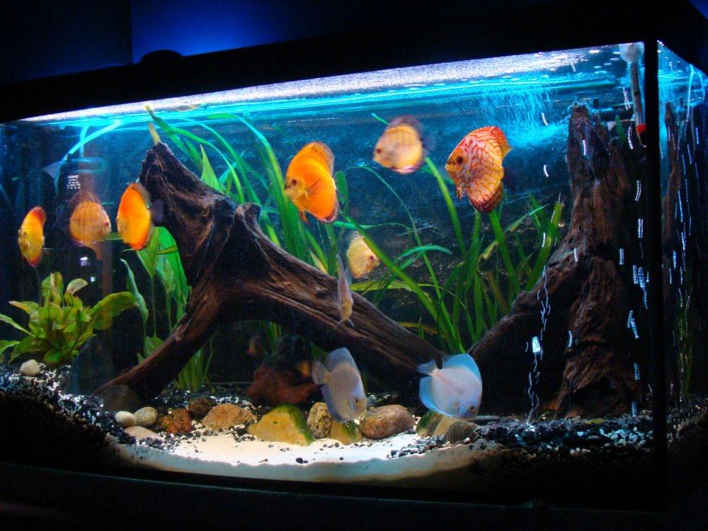 [200l-Paletki] Jokeru